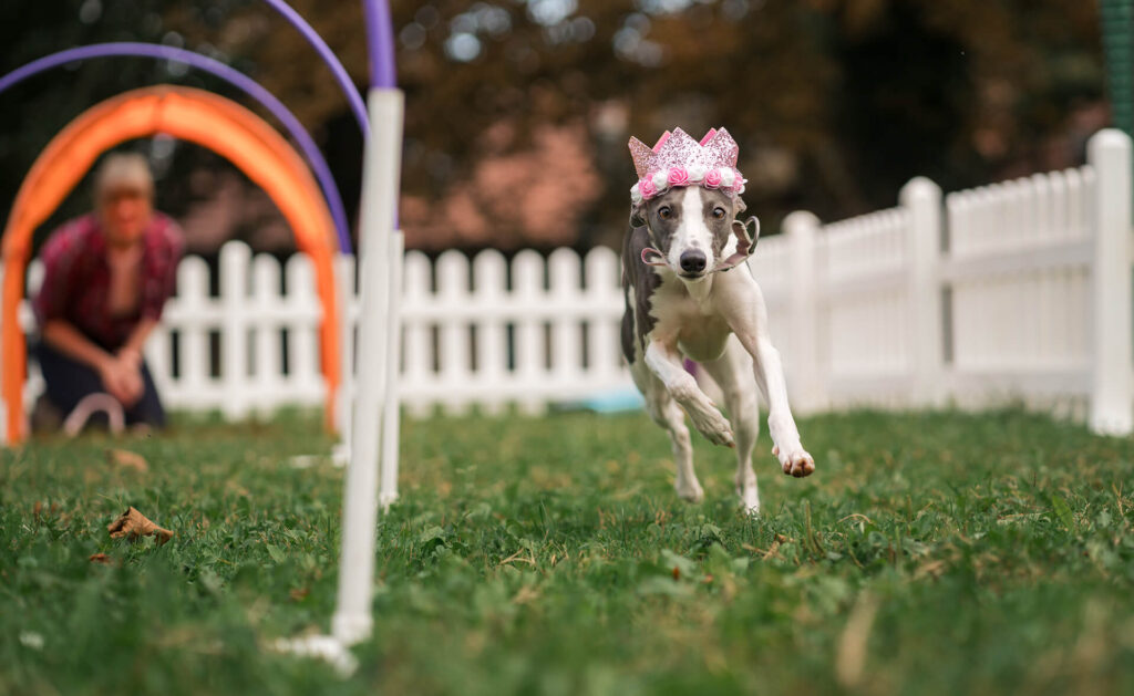 PR Campaign to make Clarks Village Top Dog for Shopping - Umpf